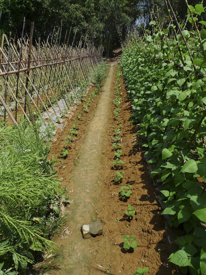 Farming field stock photo. Image of plant, idyllic, verdure - 40039064