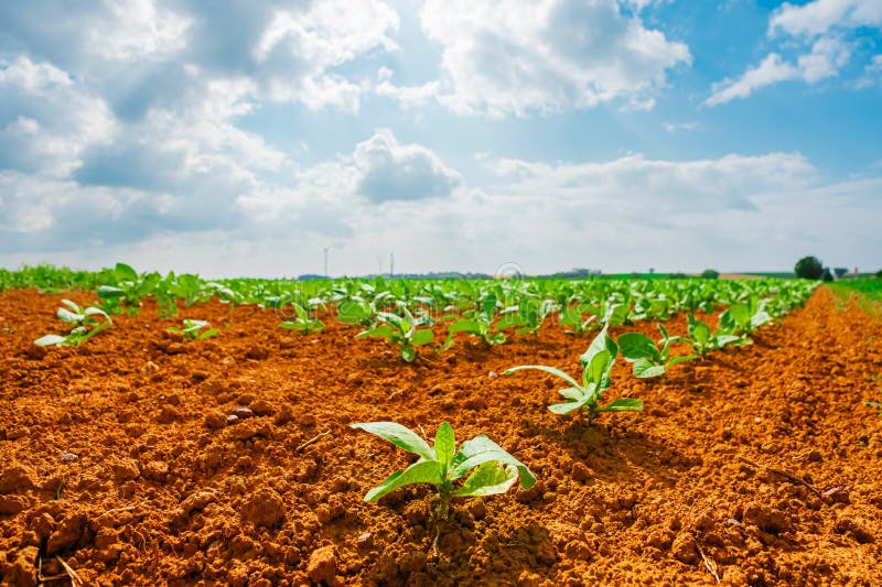 Farming FIeld with Green Offspring Plants Growing in Long Rows Stock ...