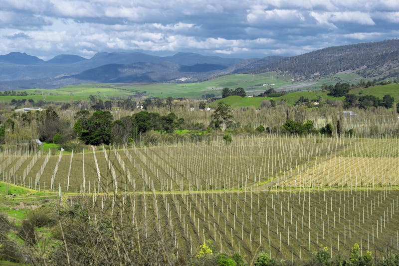 Farming Field in Tasmania, Australia Stock Image - Image of outdoor ...