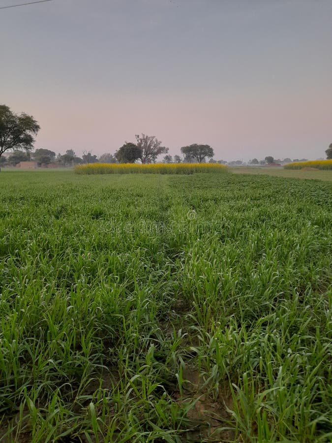 Farming fields weat crops stock image. Image of fields - 264145637