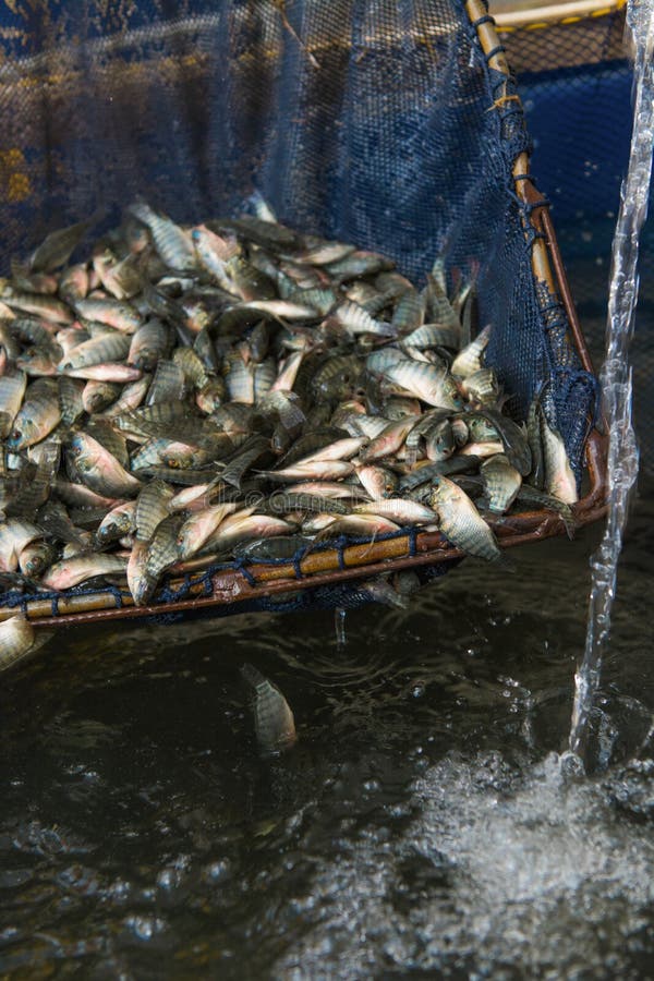 Farming of Fingerlings on Family Farms. Stock Photo - Image of exchange ...
