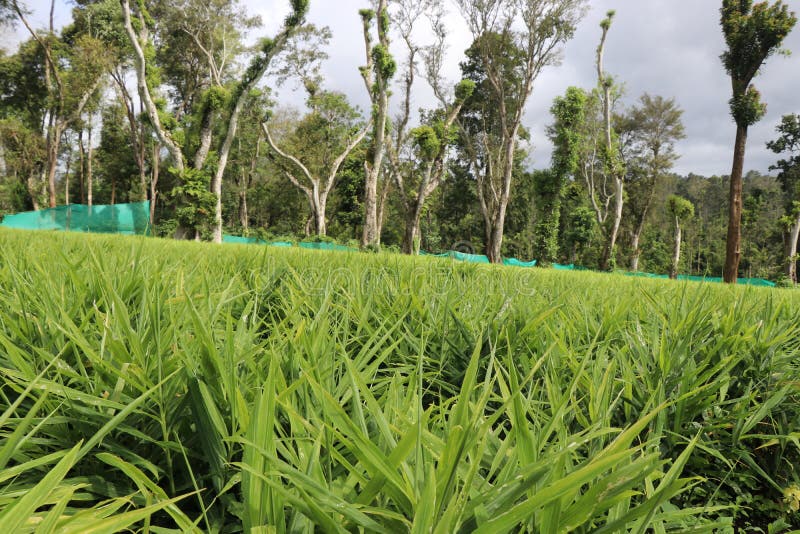 Farming of Ginger in a Land with Green Field Landscape. Growing Ginger ...