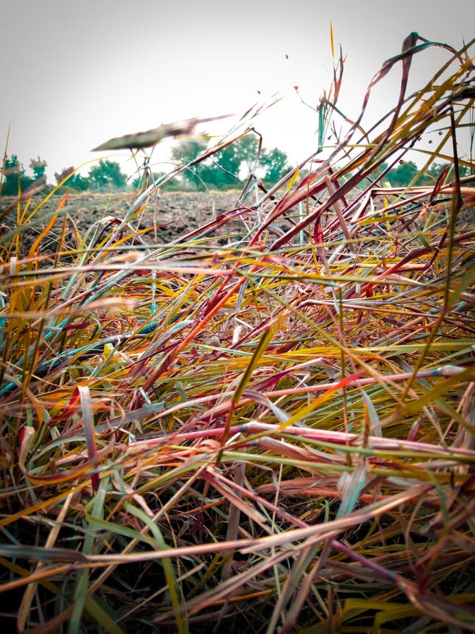 Kapash Stock Photos - Free & Royalty-Free Stock Photos from Dreamstime