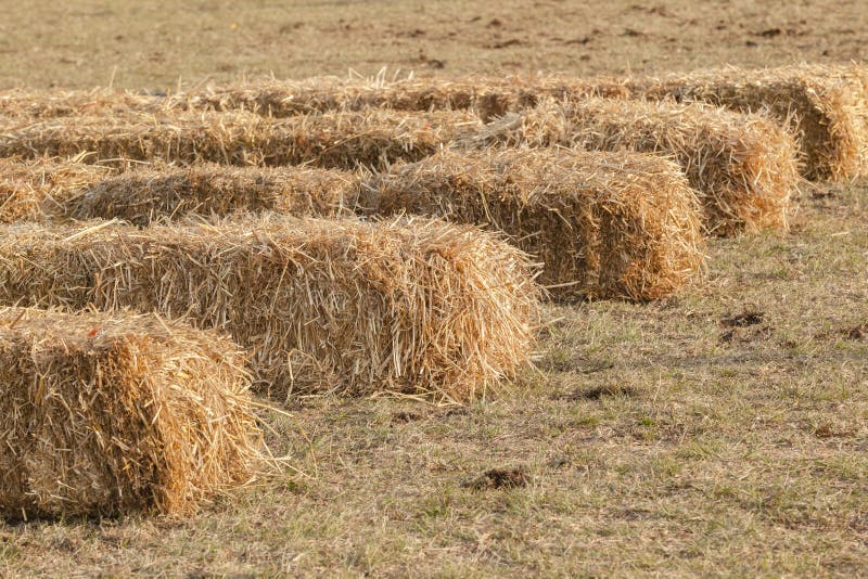 Farming Grass Bales stock photo. Image of cattle, grass - 57813398