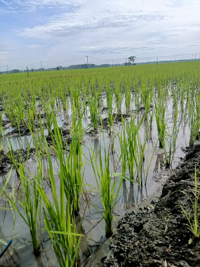 Farming green ricefield stock image. Image of farming - 266794405