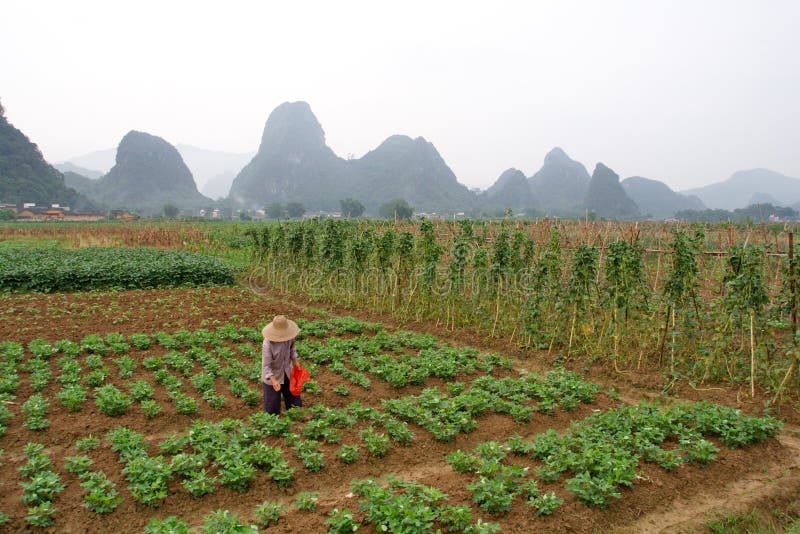 Farming editorial photo. Image of farming, hard, china - 48400361