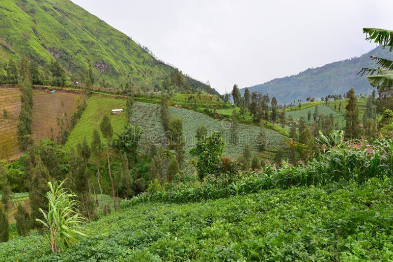 1,186 Agricultural Farming Java Stock Photos - Free & Royalty-Free ...