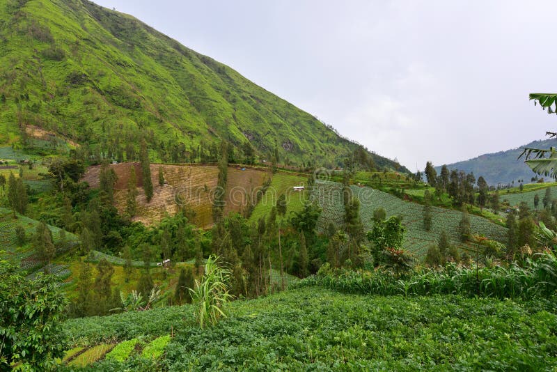 Farming on the Hill Slopes in East Java Stock Image - Image of east ...