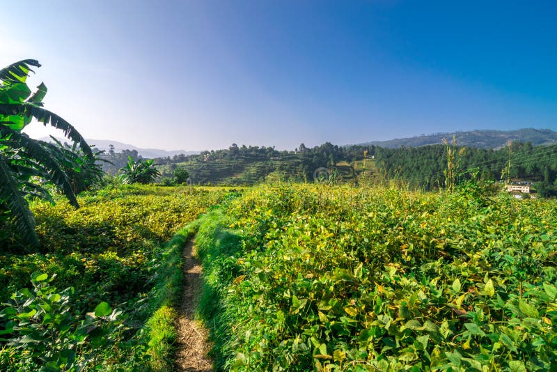 Stepping Fields in Himalayas Stock Photo - Image of grains, famous ...