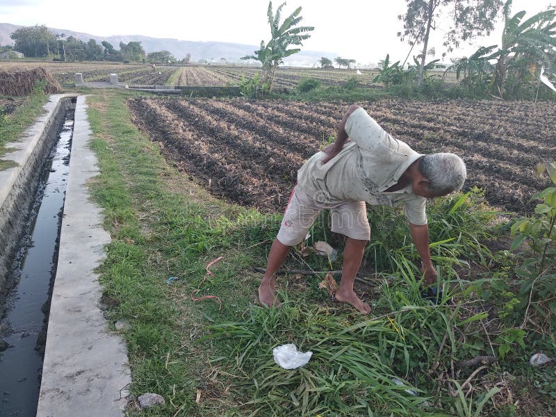 Farming editorial photo. Image of farming, indonesian - 127952186
