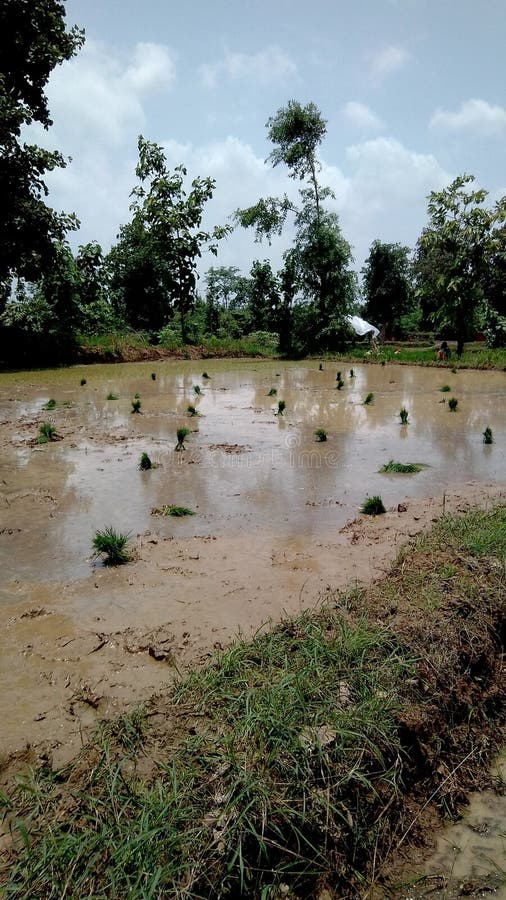Farming stock photo. Image of village, farming, jungle - 153315652