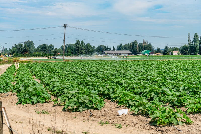 Farming in Kent stock image. Image of state, field, washington - 327829983