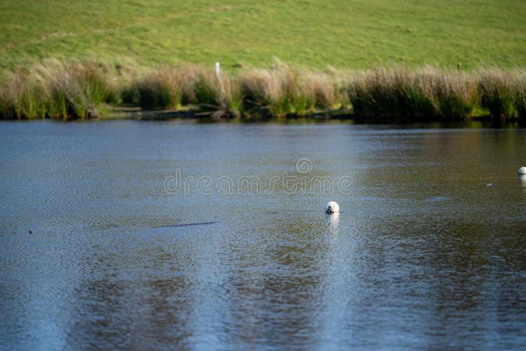 Farming Landscape with a Water Dam with White Float on a Beef Farm ...