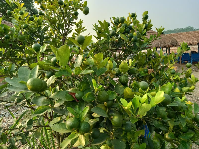 Farming lemon tree stock image. Image of tree, small - 181227275