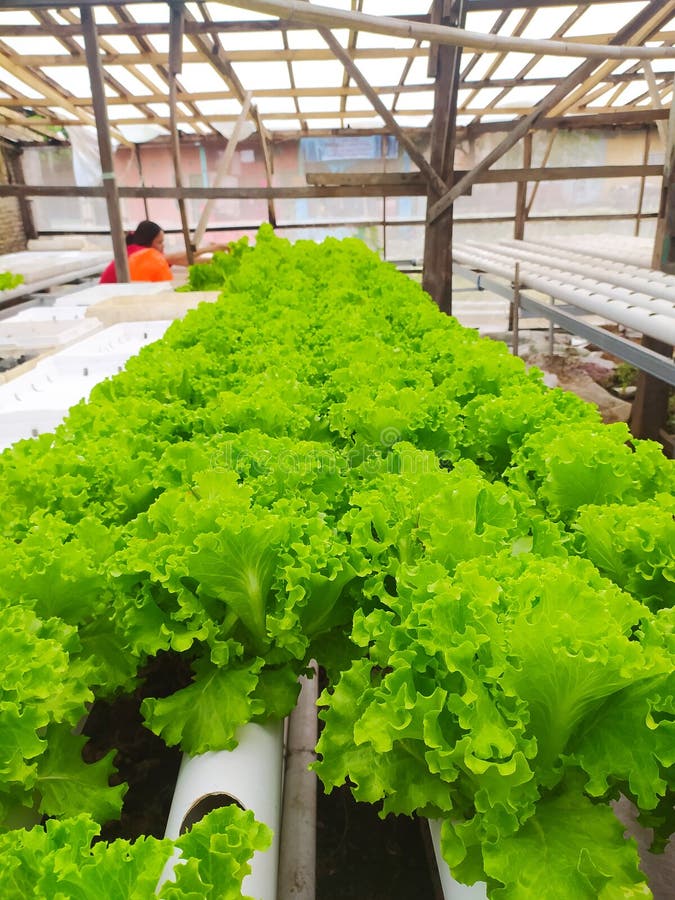Farming Lettuce Plant with Hydroponic Editorial Stock Image - Image of ...