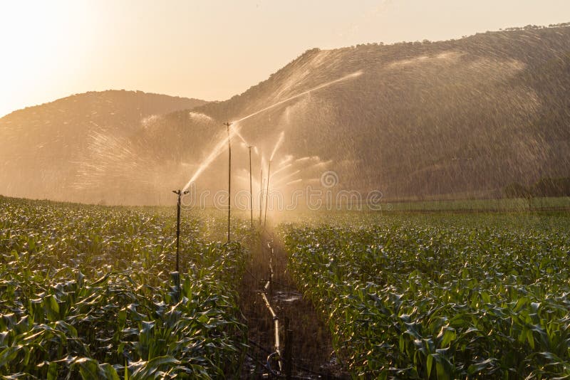 Farm Maize Crop Water Spray Sprinklers Stock Photo - Image of food ...