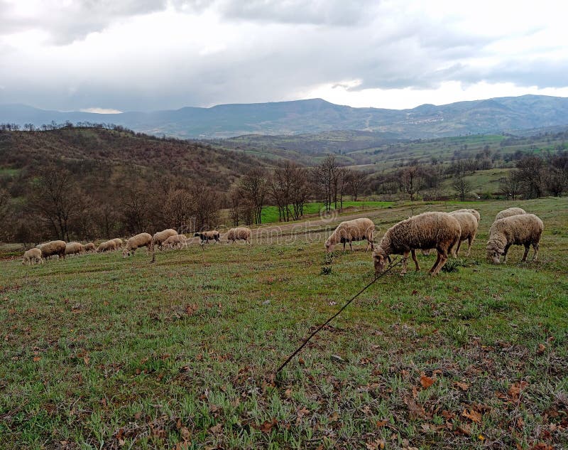 Farming mountain nature stock photo. Image of steppe - 233254056