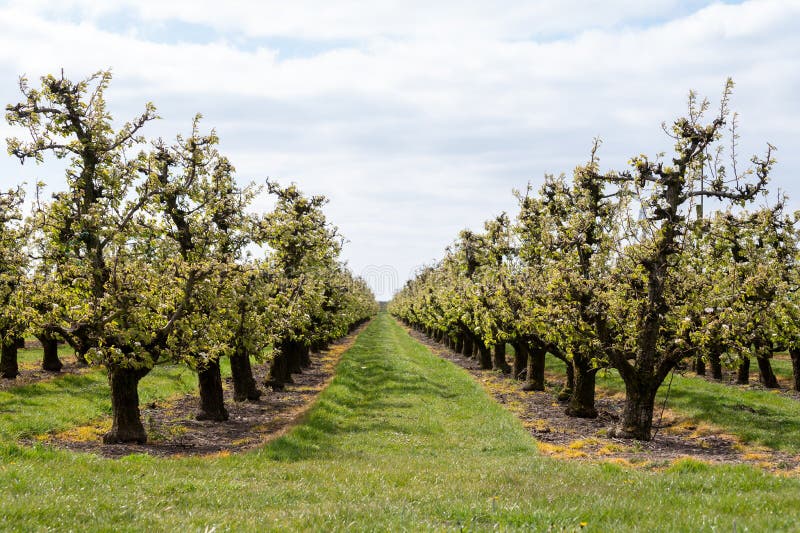 Farming in Netherlands, Rows of Blossoming Pear Trees on Fruit Orchards ...