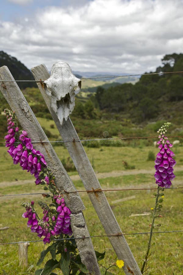 Sheep skull stock image. Image of isolated, bone, creepy - 4851291
