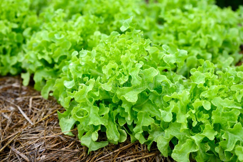 Farming Organic Lettuce with Watering Pipe on Plot in Greenhouse Stock ...