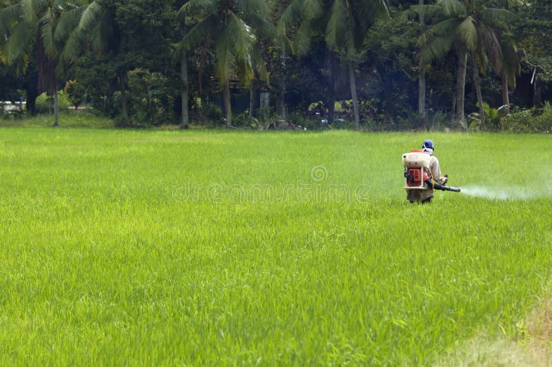 Farming at the paddy field stock image. Image of malaysia - 31598499