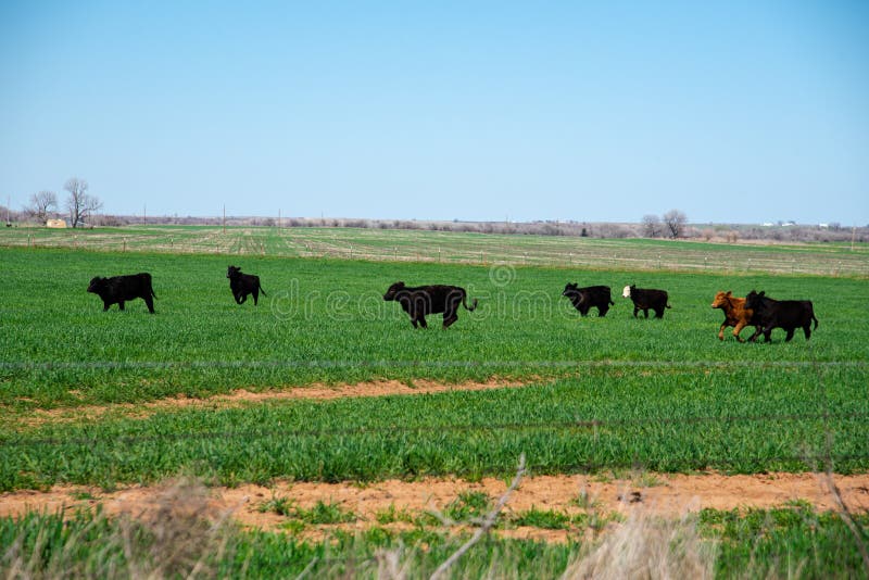 Farming And Ranching Black Angus Cattle Cows Cattle To Horizontal Line Rural North Texas Area