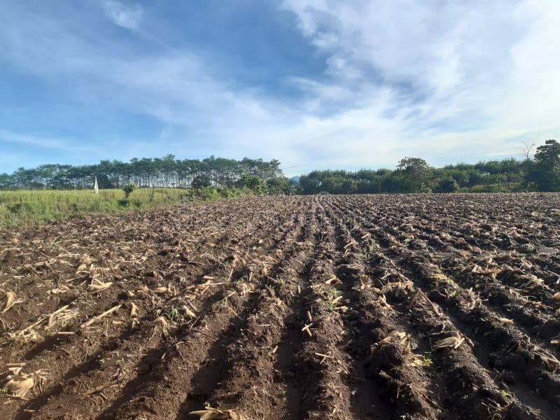 Farming is Ready and Cultivated Stock Photo - Image of produce, tree ...