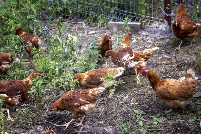 Farming, Red Hens Go on the Corral Stock Image - Image of barnyard ...
