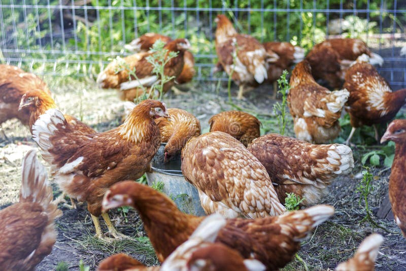Farming, Red Hens Go on the Corral Stock Photo - Image of birds, brown ...
