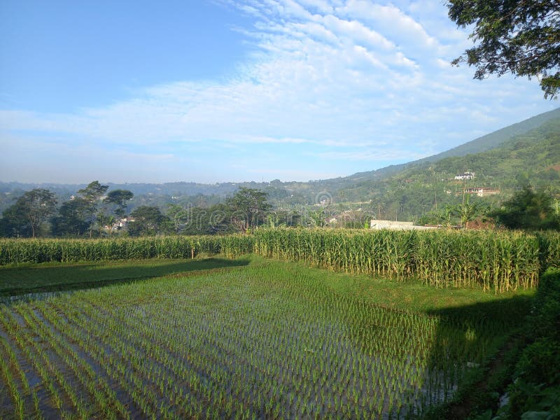 Farming Rice in Bogor West Java Indonesia Stock Photo - Image of west ...