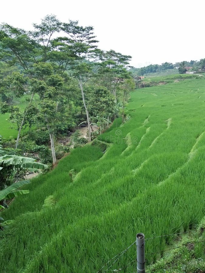 Farming before a rice stock photo. Image of rice, fresh - 142123712