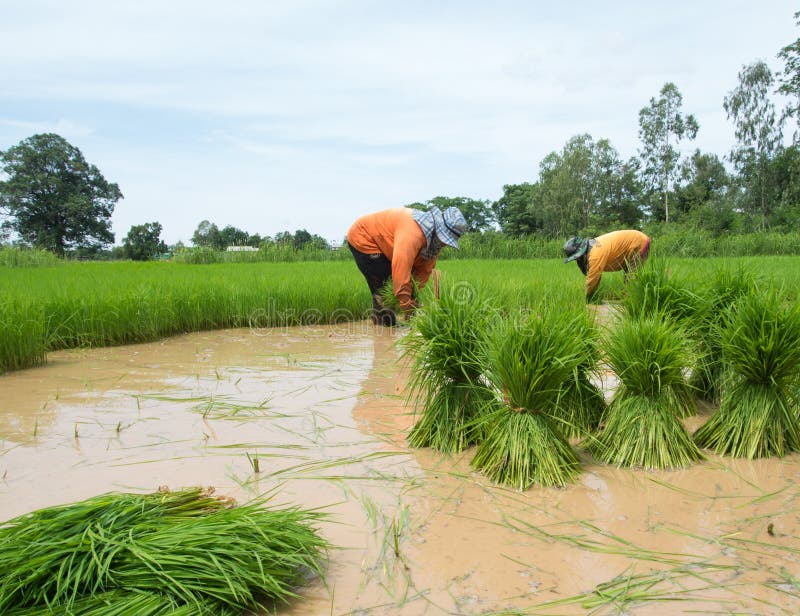 Farming editorial stock photo. Image of gardening, sustainability ...