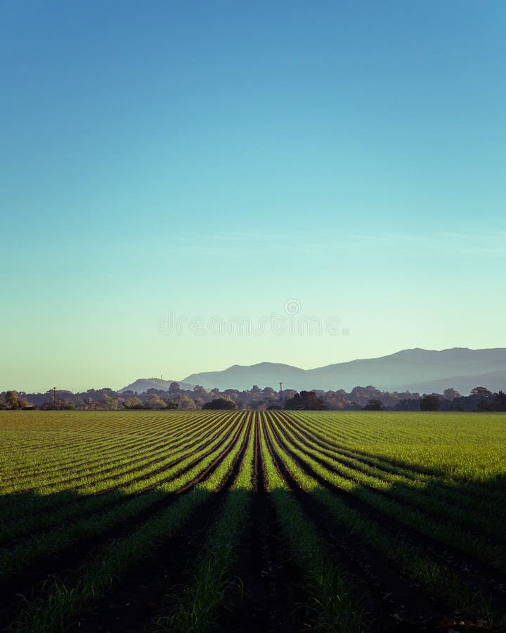Farming in a row stock image. Image of landscape, nature - 241630691
