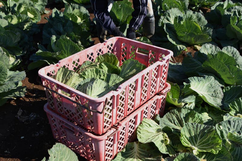 Harvesting cabbage. stock image. Image of green, farmer - 236709897