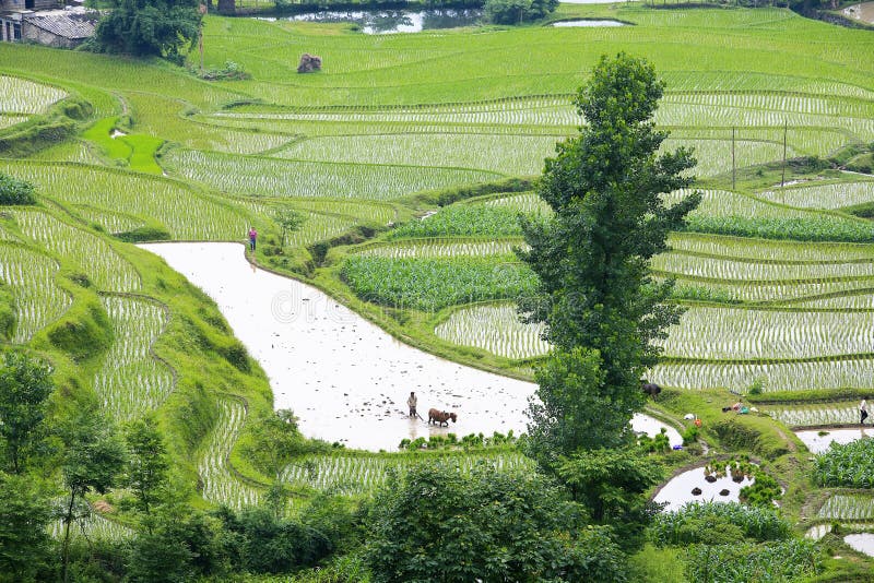 Farming season stock photo. Image of guizhou, buffalo - 5405320