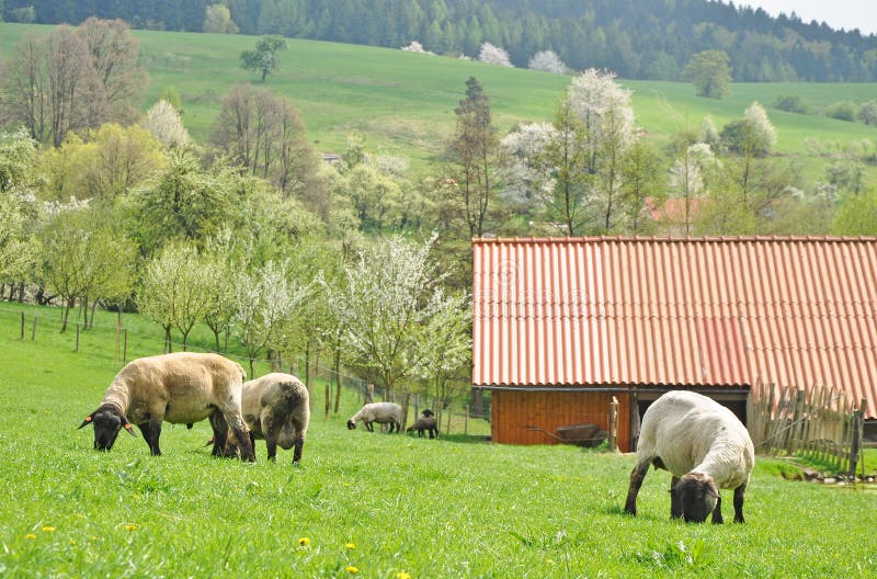 Farming, Sheep Farm Countryside Stock Photo - Image of grazing, easter ...