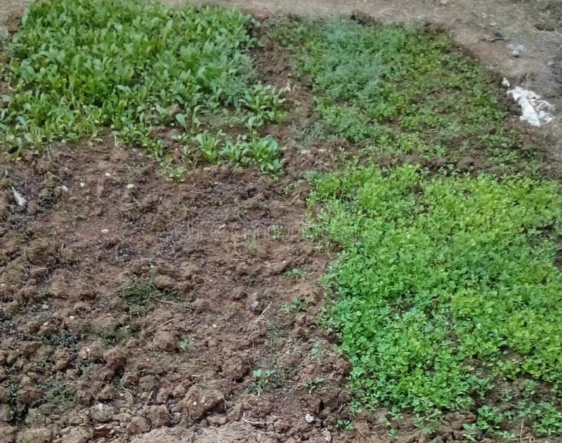 Farming in a Small Area of Land Stock Photo - Image of small, coriander ...