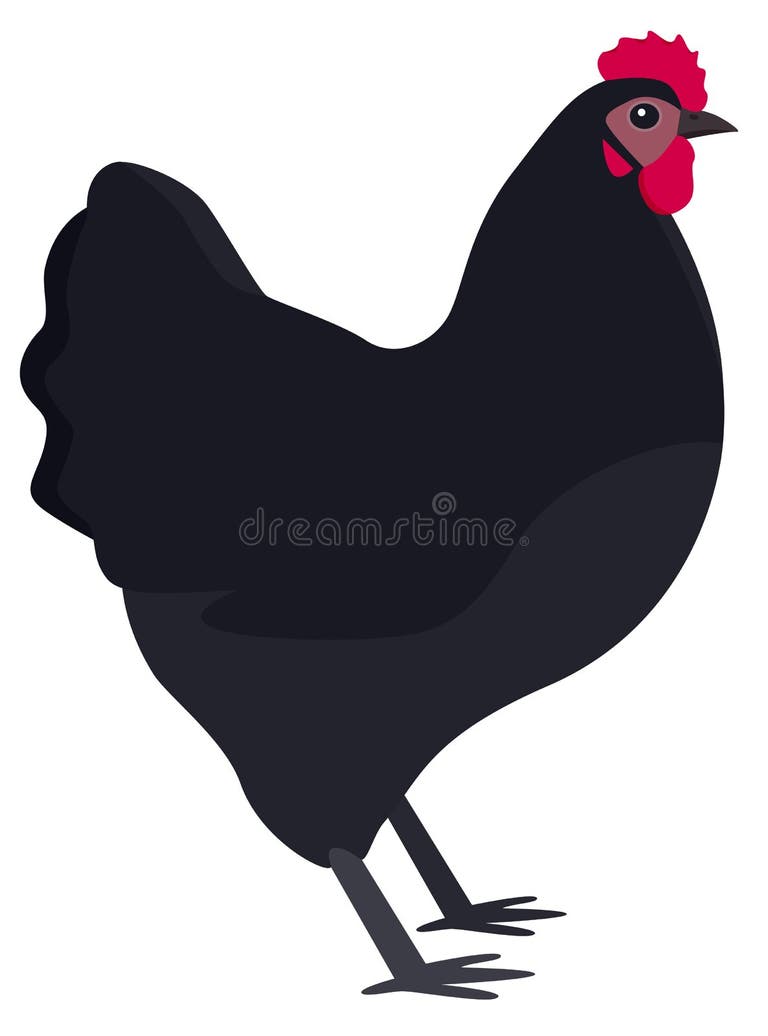 Australorp Chicken Stock Illustrations – 41 Australorp Chicken Stock ...