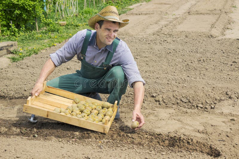 Farming and Traditional Spring Work. Planting Potatoes in May Stock ...