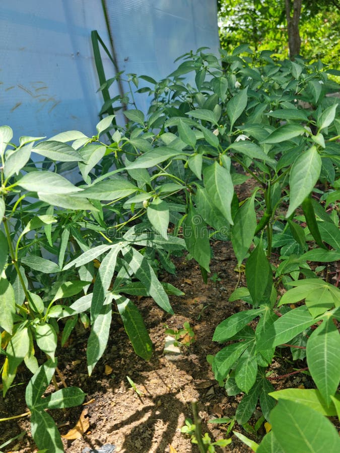 Farming in Urban Areas with Very Limited Land is Not an Obstacle Stock ...