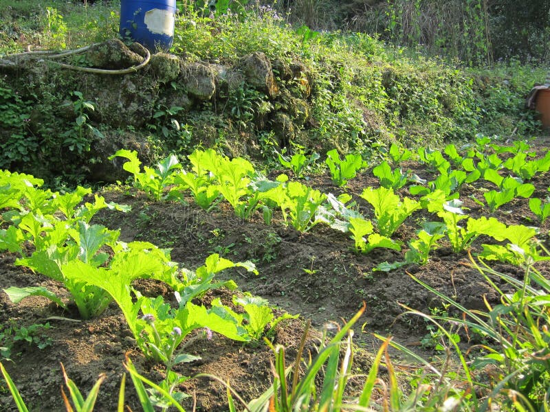 Farming Vegetables Picture. Image: 18348868