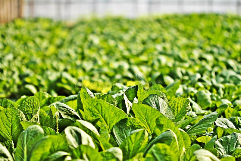 Vegetable farm stock photo. Image of organic, crop, agriculture - 22519880