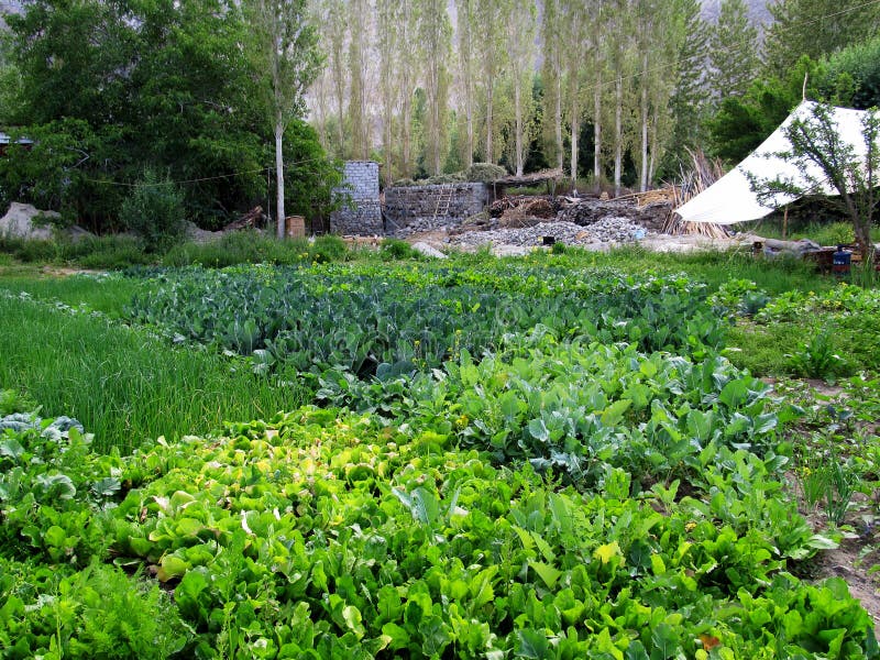 Farming Vegetables stock photo. Image of harvest, growing - 88572296