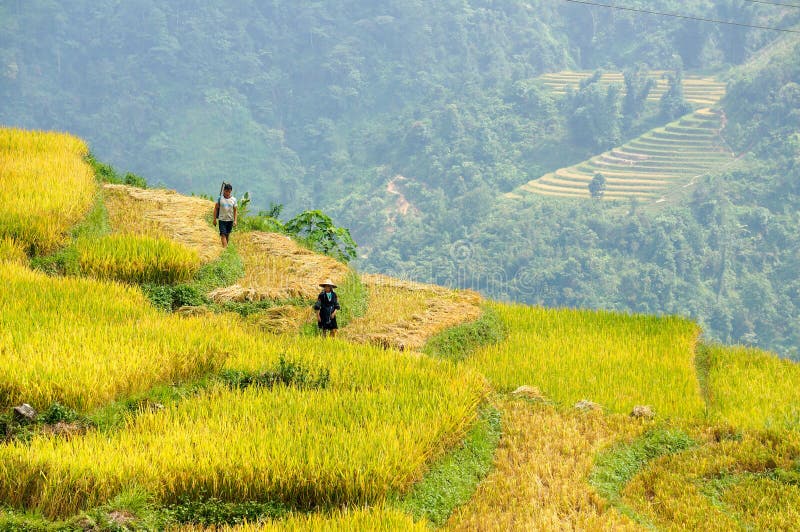 Farming Vietnam editorial image. Image of rice, fields - 42047600