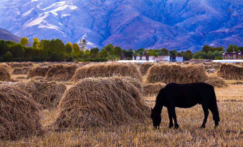 497 Ang Village Stock Photos - Free & Royalty-Free Stock Photos from ...