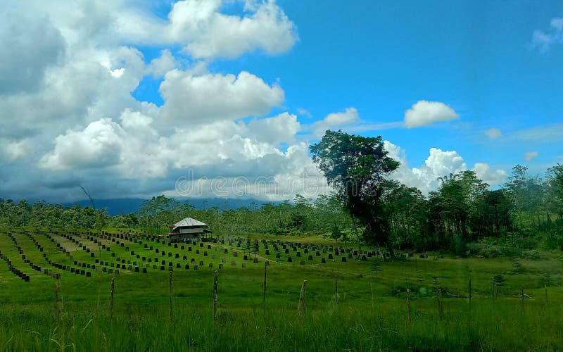 Farmland in Banisilan, Cotabato Stock Photo - Image of tree, flower ...