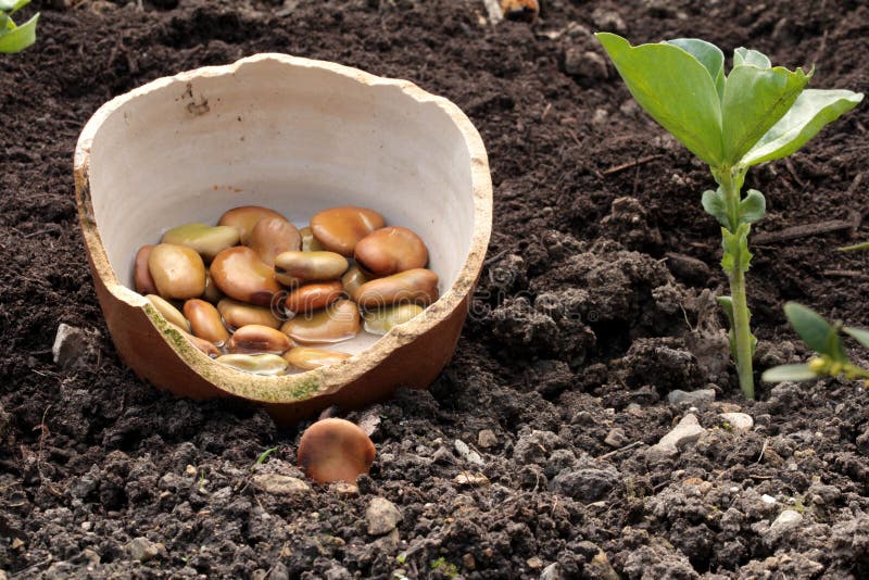 Farmland Beans in the Earth Stock Photo - Image of coccineus, fabaceae ...