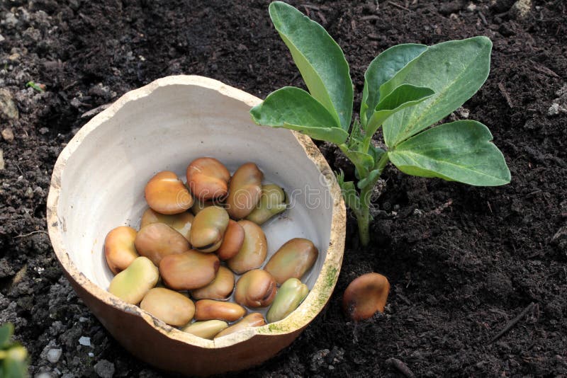 Farmland Beans in the Earth Stock Image - Image of eating, legumes ...