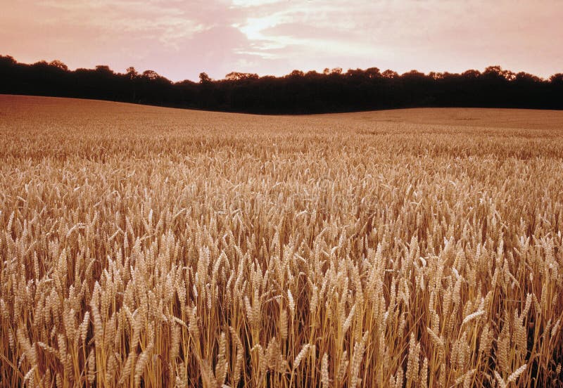 Farmland with cereal crops stock image. Image of harvested - 1426597