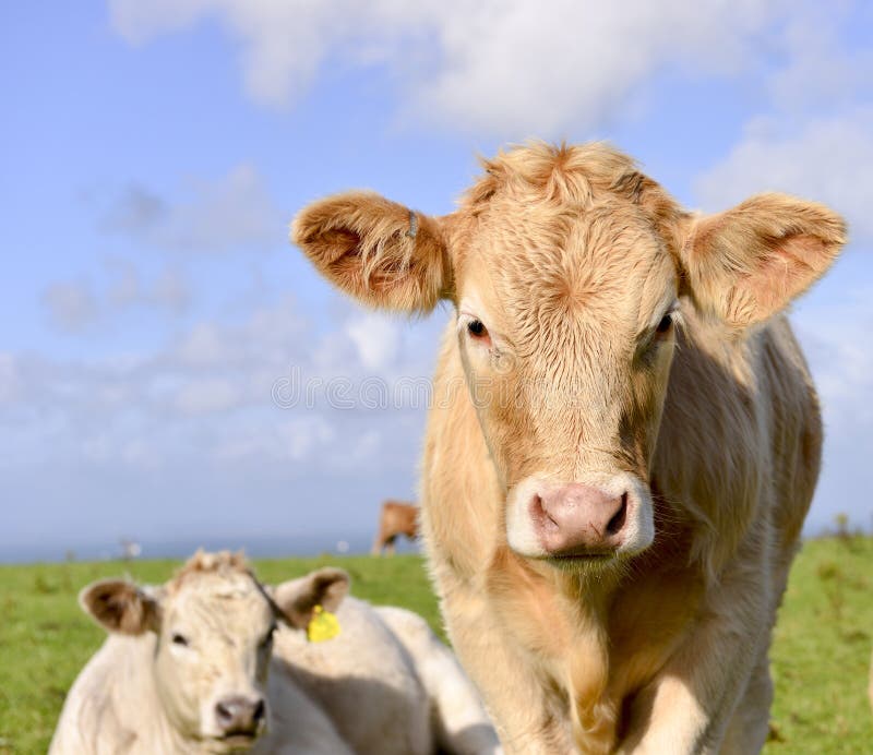 Farmland cow stock image. Image of cattle, cheese, bull - 75986447